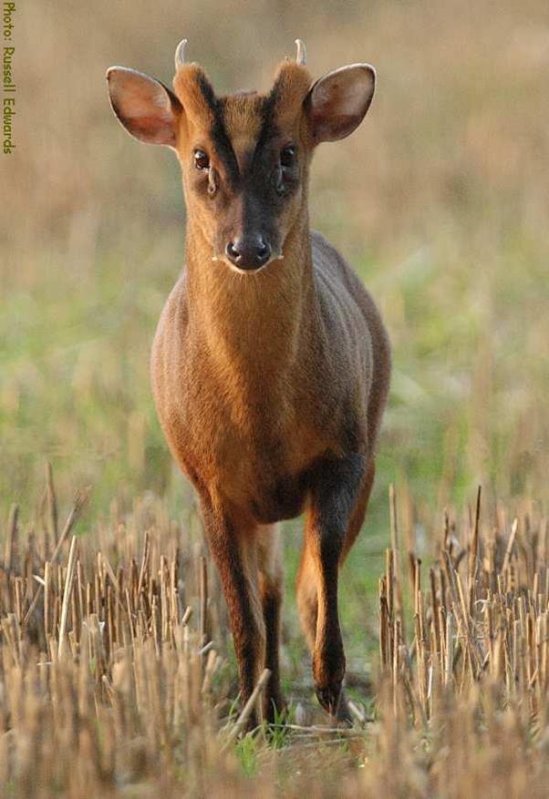 muntjac | Burwell House